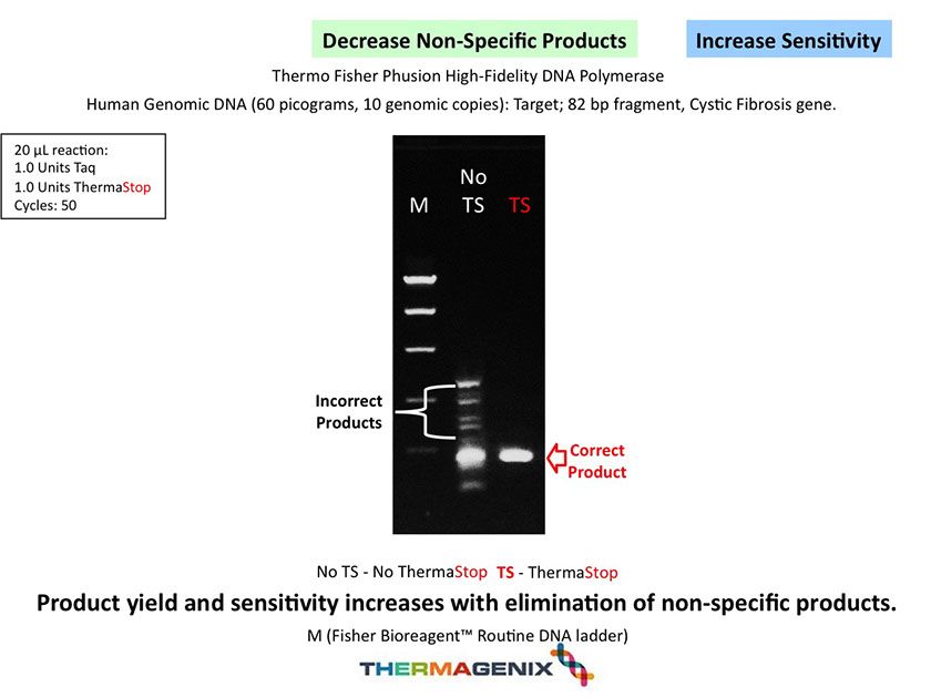Thermo Sci - Phusion® Hi-Fi DNA Polymerase