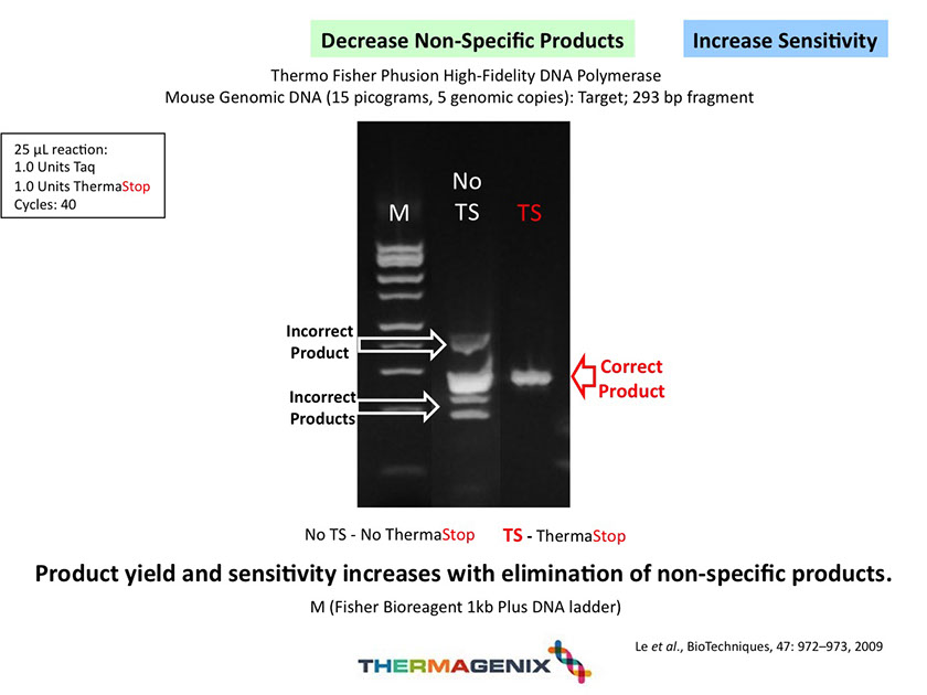 Thermo Sci - Phusion® Hi-Fi DNA Polymerase